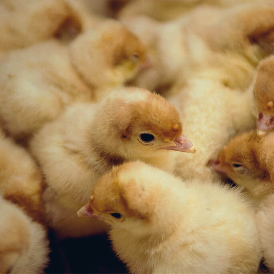 Chef de file de l'agroalimentaire au Québec | Robitaille