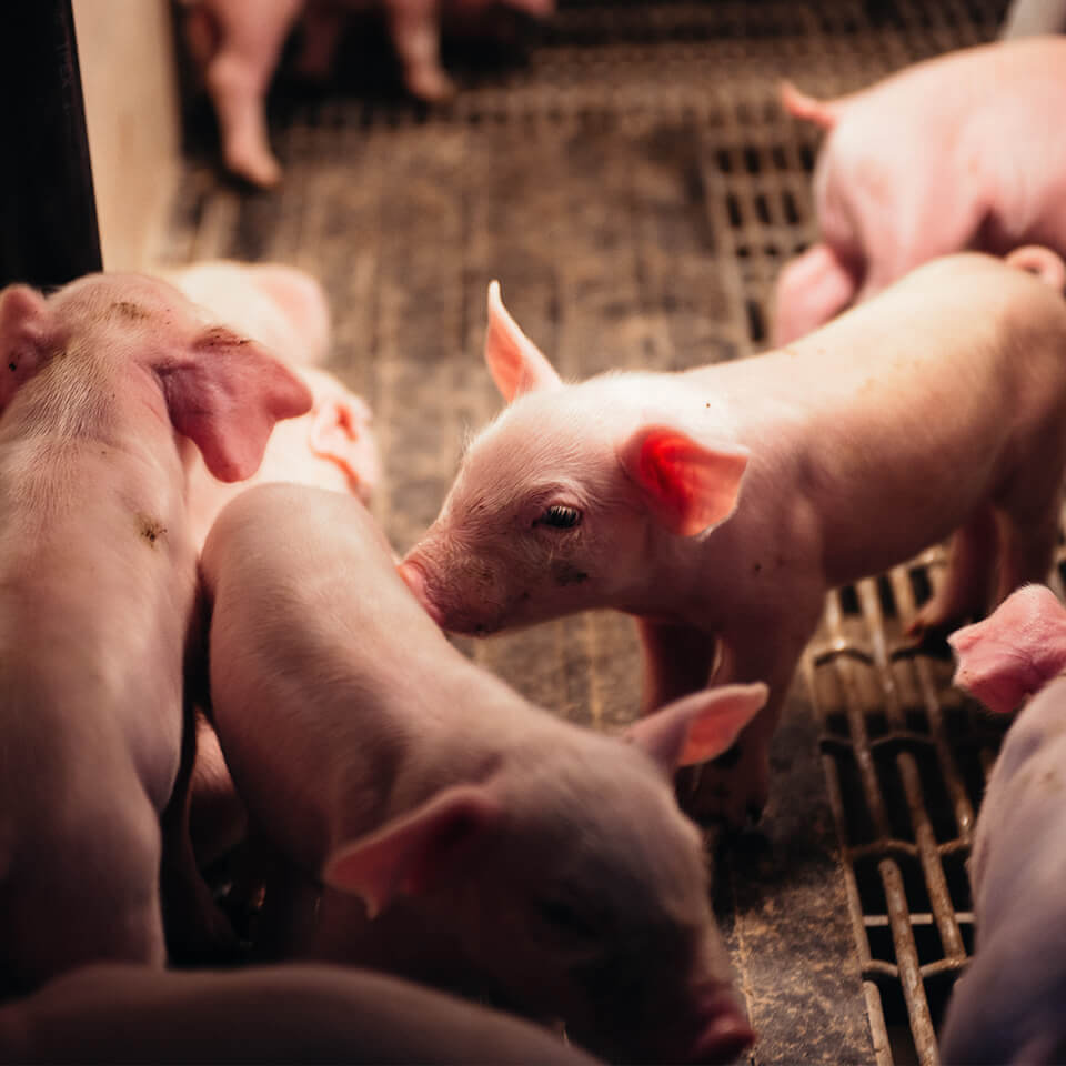 L'innovation alimente notre monde | Robitaille